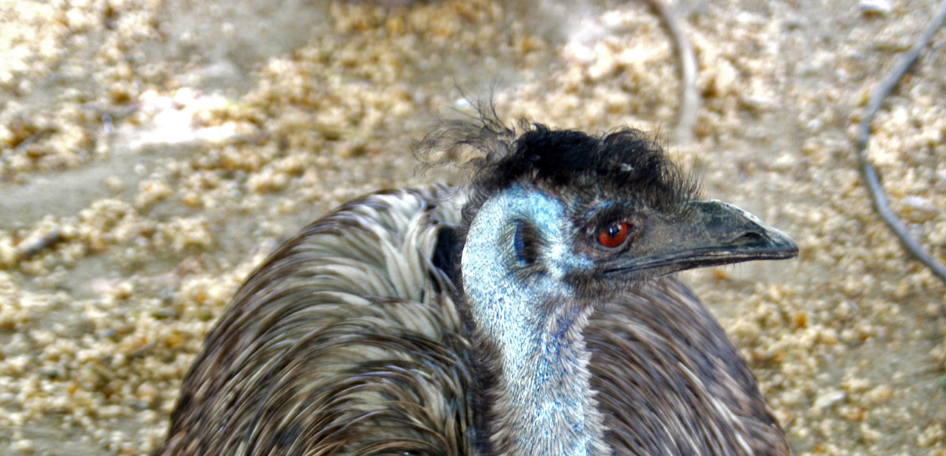 Ema - Jardim Zoológico