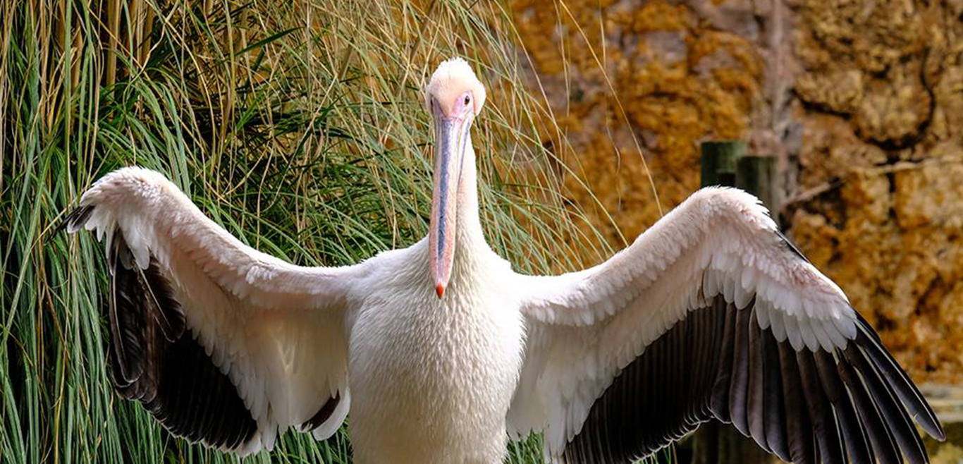 Pelicano-real - Jardim Zoológico