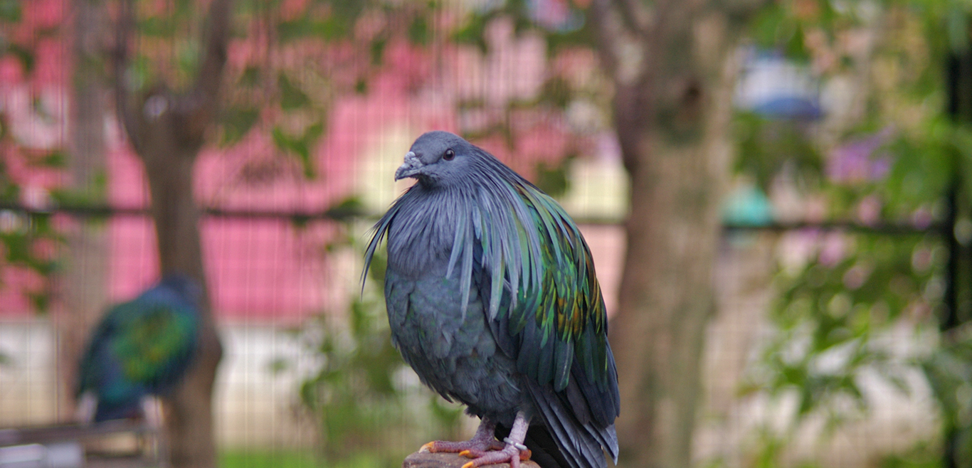 Pombo-de-nicobar - Jardim Zoológico
