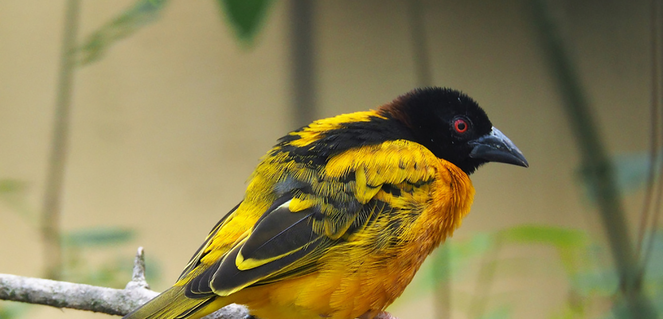 Tecelão - Jardim Zoológico