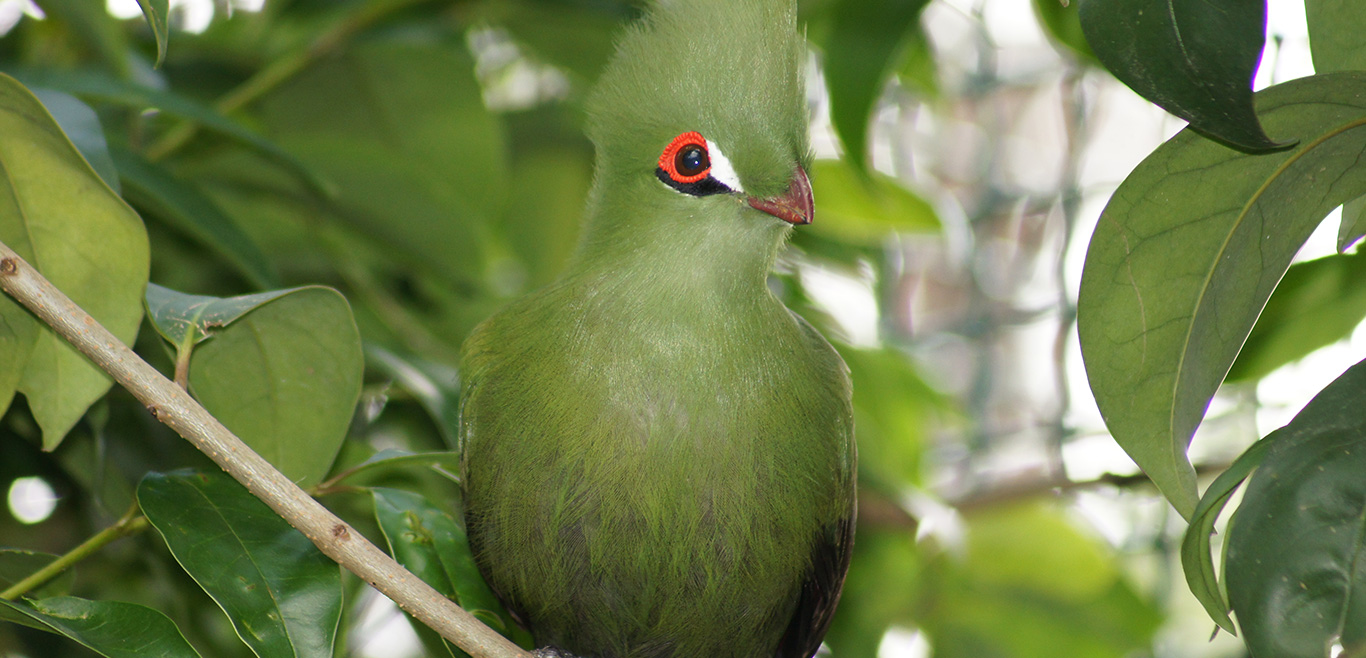 Turaco-persa - Jardim Zoológico