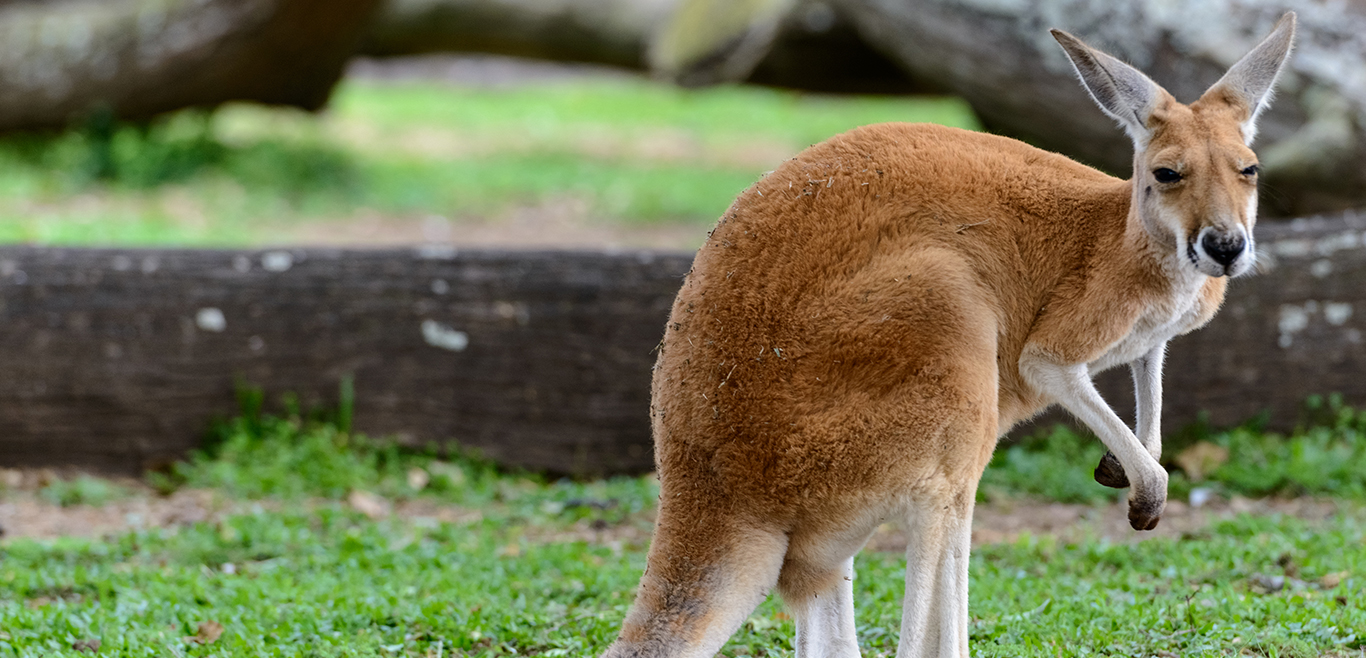 Canguru-vermelho - Jardim Zoológico