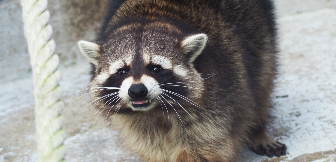 Guaxinim - Jardim Zoológico