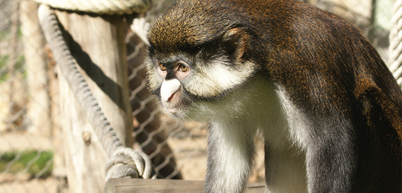 Macaco-de-nariz-branco - Jardim Zoológico