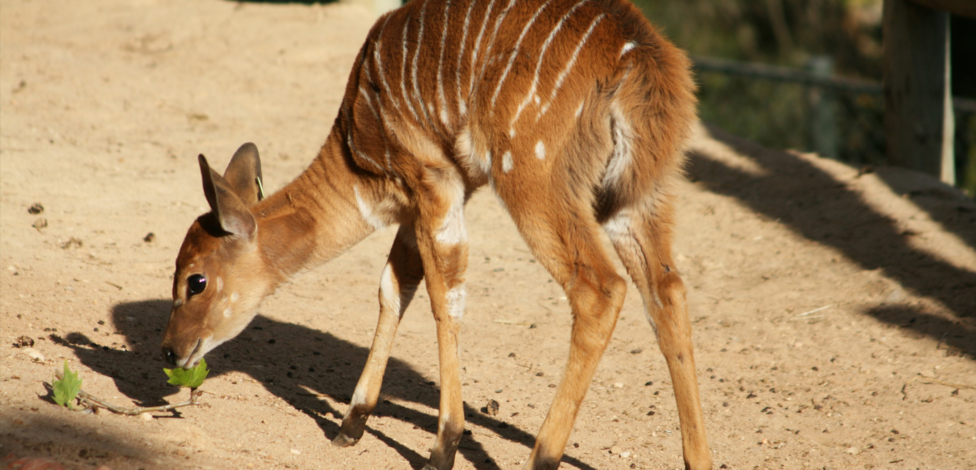 Niala - Jardim Zoológico