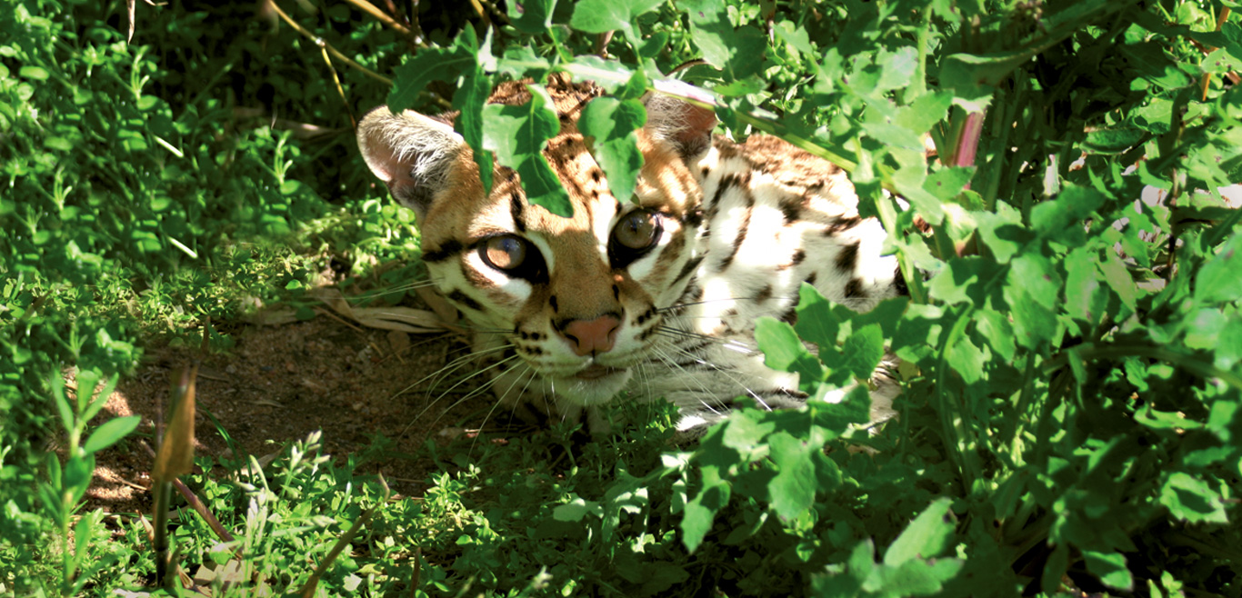 Ocelote - Jardim Zoológico