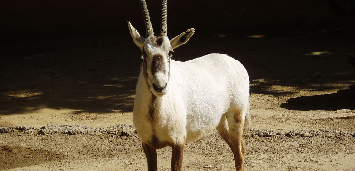Órix-da-arábia - Jardim Zoológico