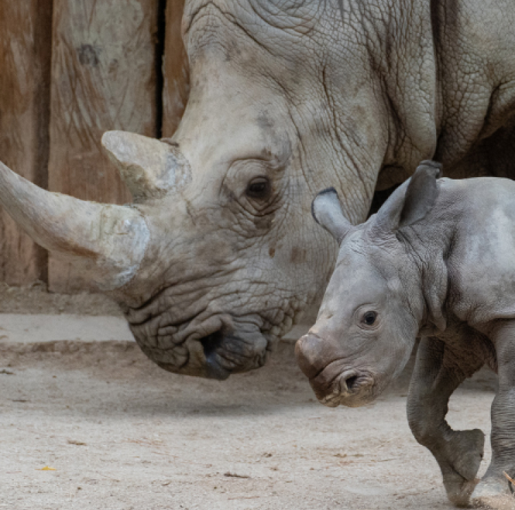 Meet the White Rhinoceros cub - Jardim Zoológico