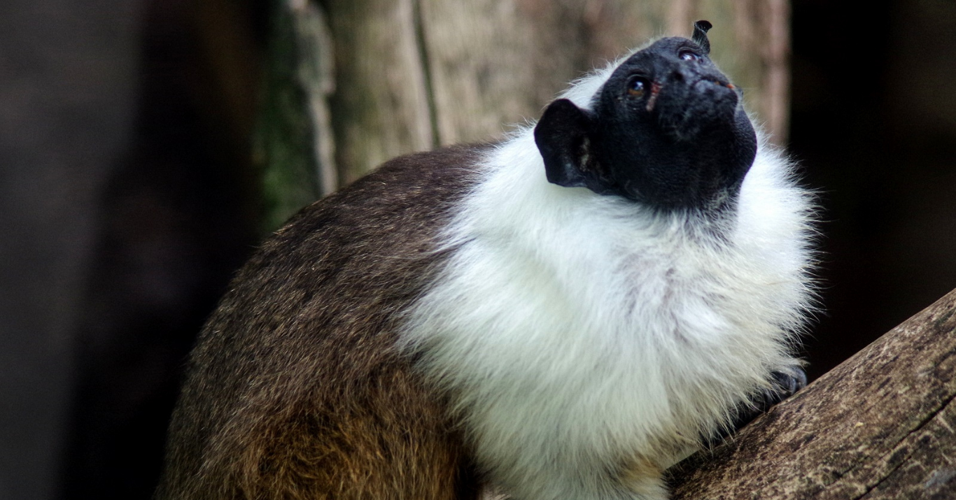 Dia Mundial dos Avós – Animal Talks - Jardim Zoológico