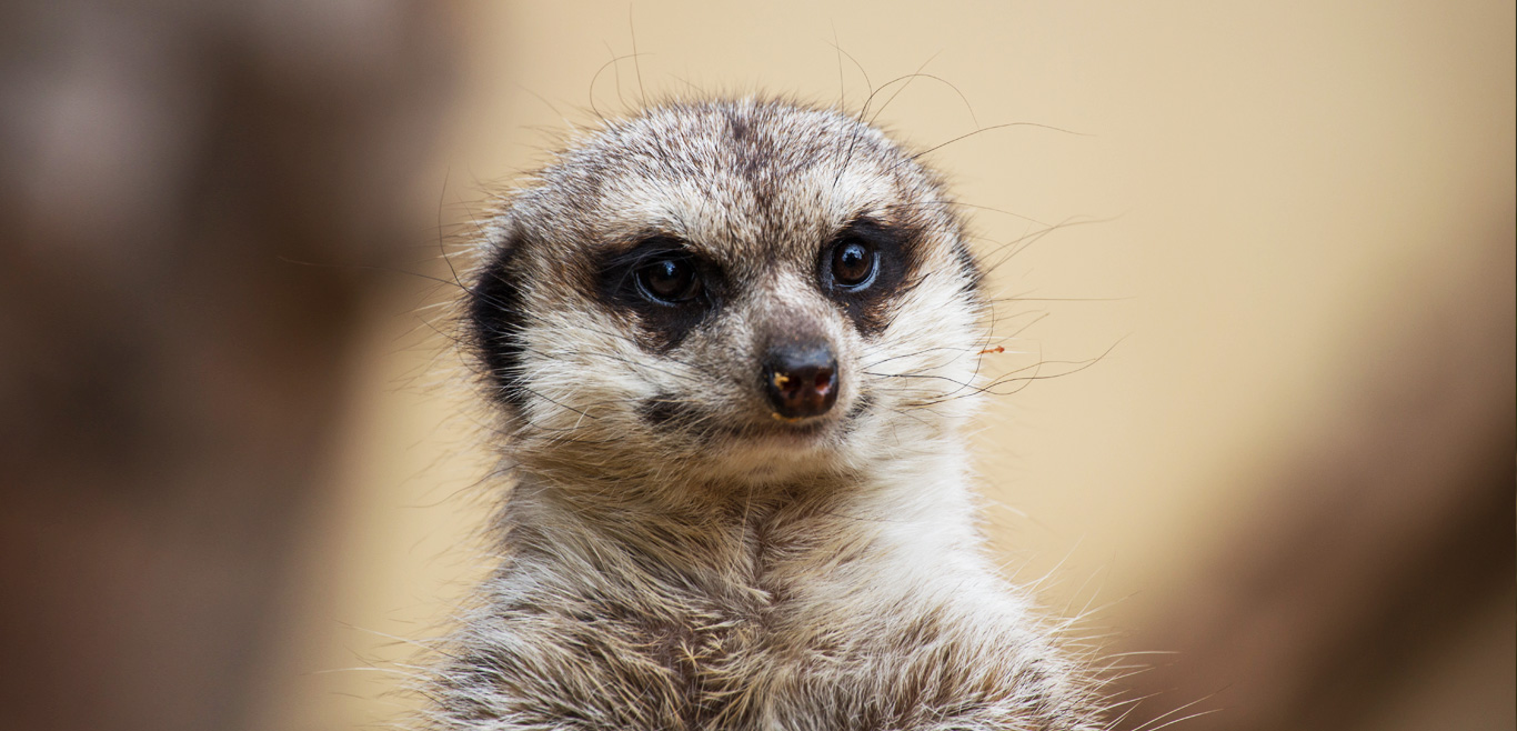 Suricata - Jardim Zoológico