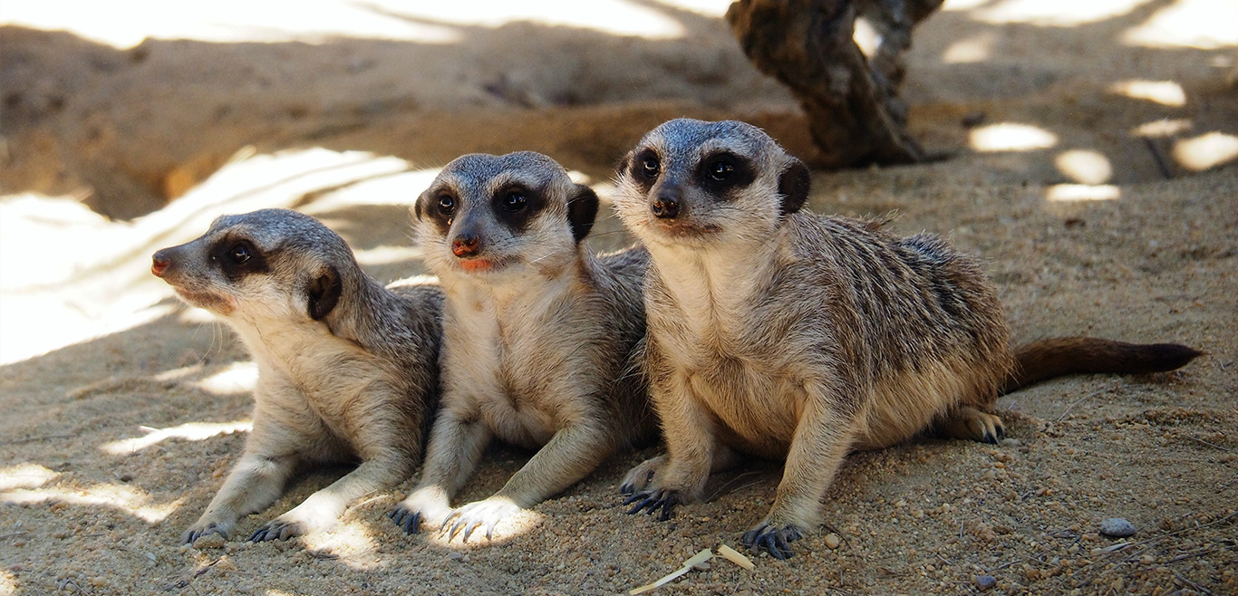Suricata - Jardim Zoológico