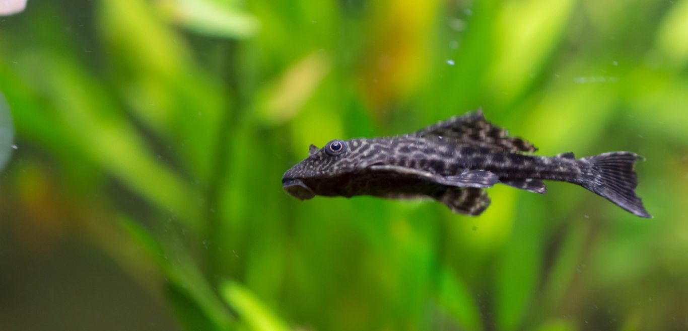 Pleco - Jardim Zoológico