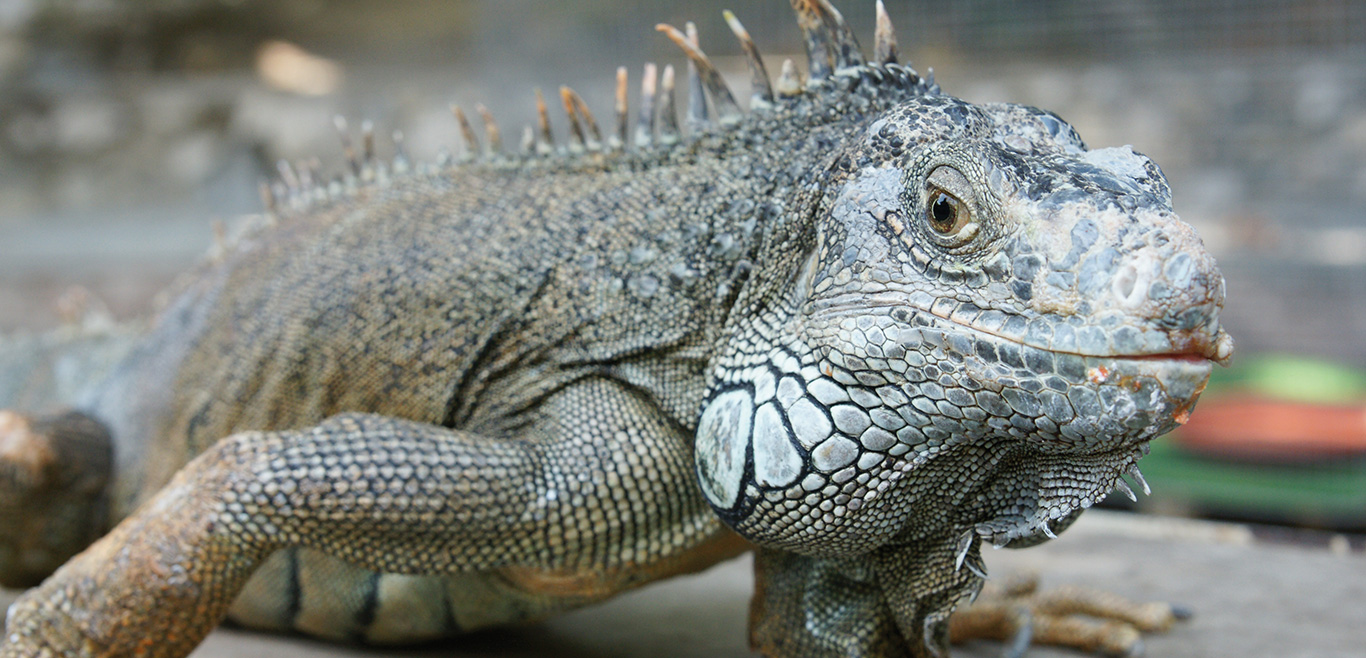 Animal De Estimacao Iguana Verde Adulto Edição 06 – Abril De 2009