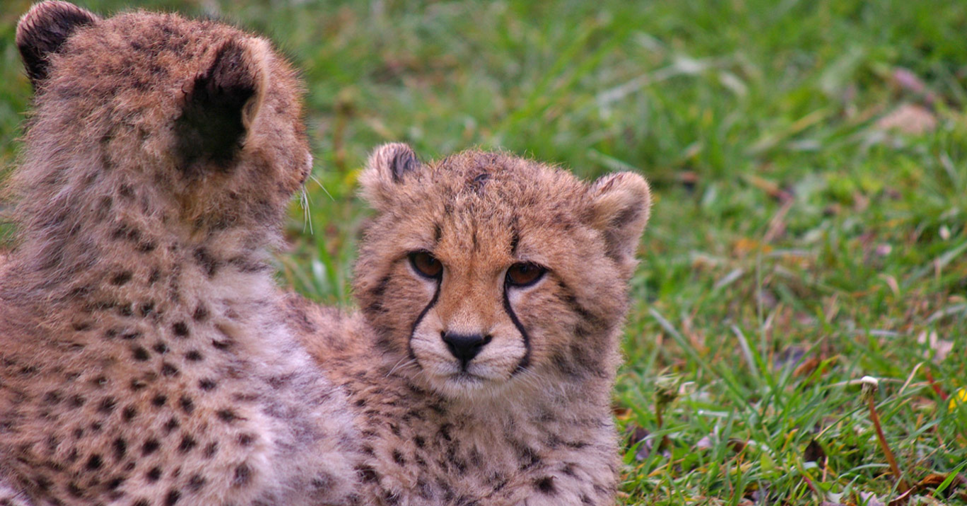 Jardim Zoológico apresenta as crias de Lisboa que vão salvar chitas na ...