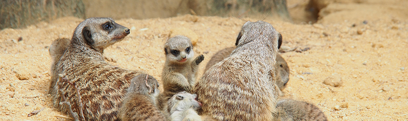 Conheça as novas crias de Suricata no Jardim Zoológico - Jardim Zoológico