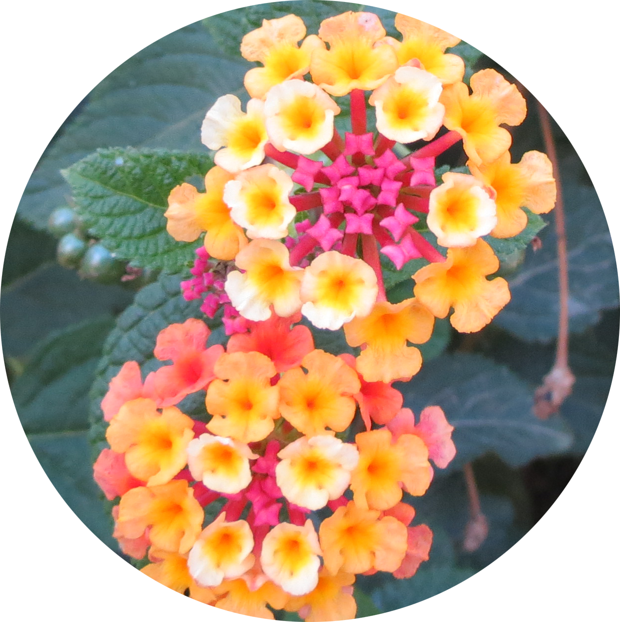 Cambará - Jardim Zoológico