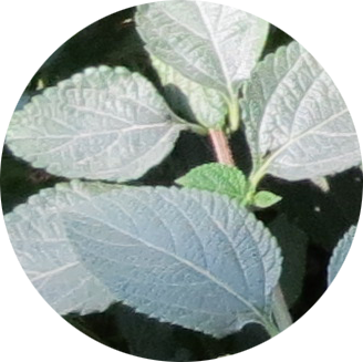 Cambará - Jardim Zoológico