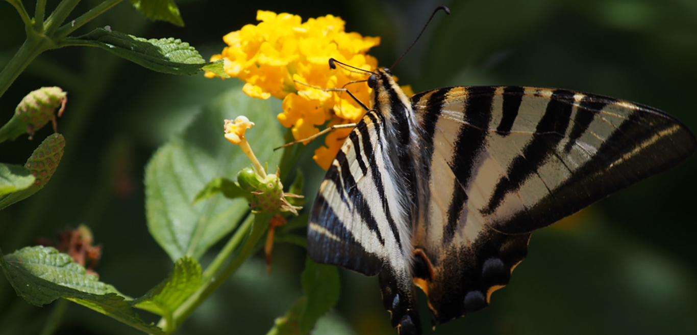 Cambará - Jardim Zoológico