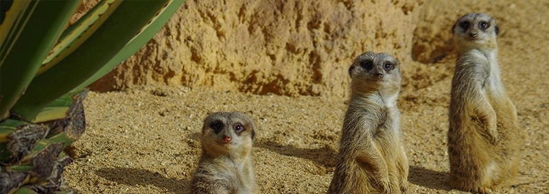 Novas crias de suricata